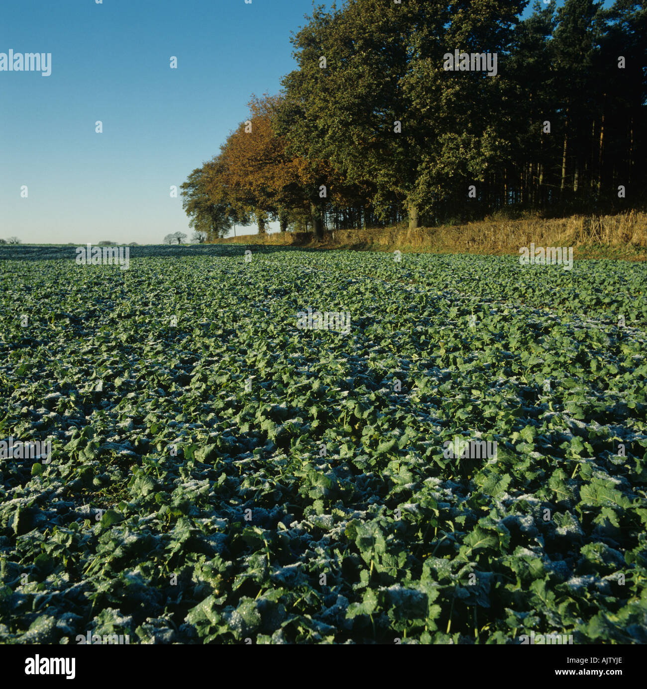 Young oilseed rape crop with autumn early morning frost Stock Photo - Alamy