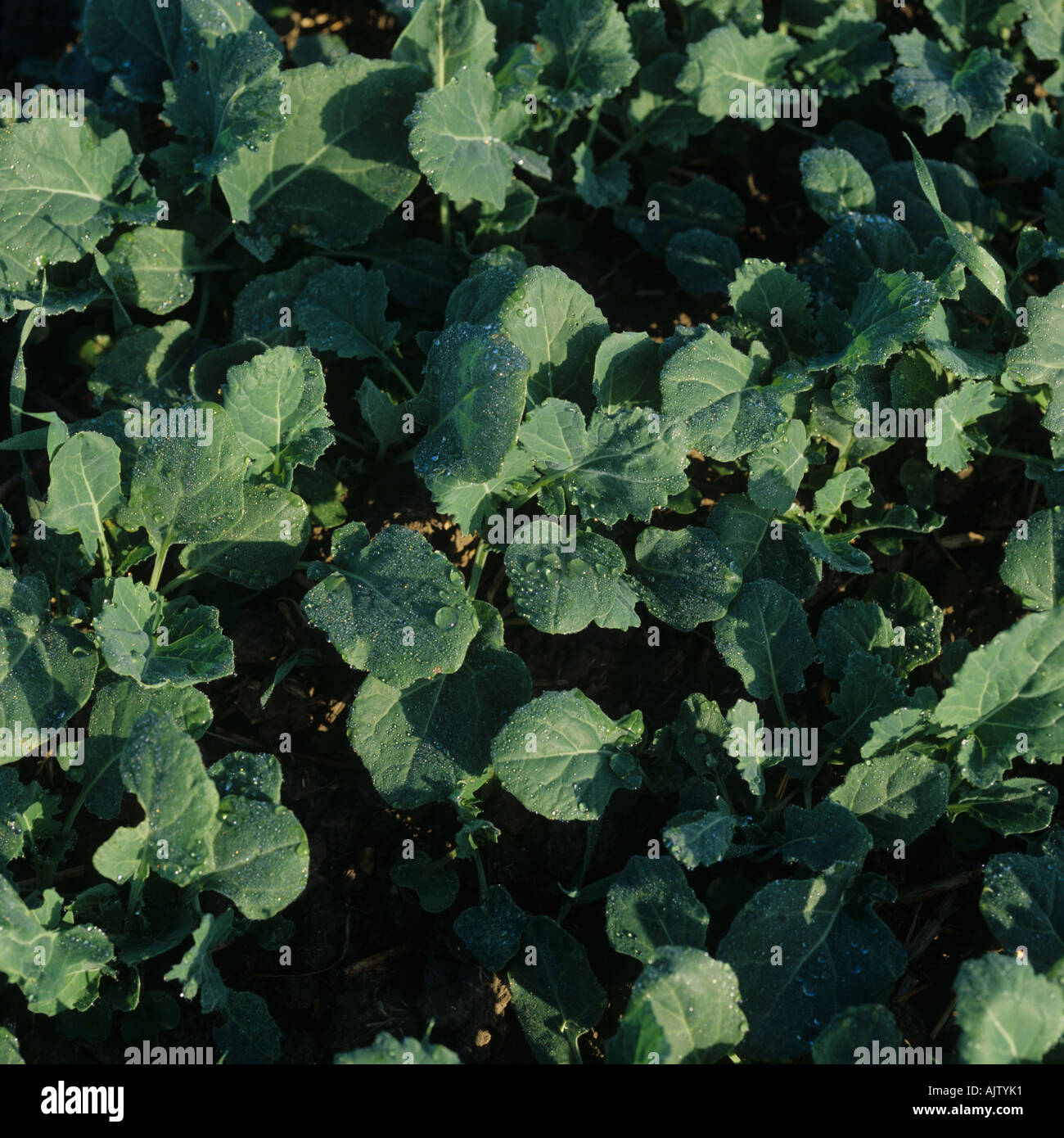 Young oilseed rape crop with early morning dew and harsh autumn ...