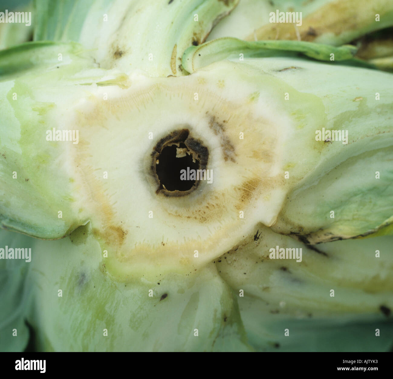 Hollow stem in cauliflower caused by boron deficiency Stock Photo - Alamy