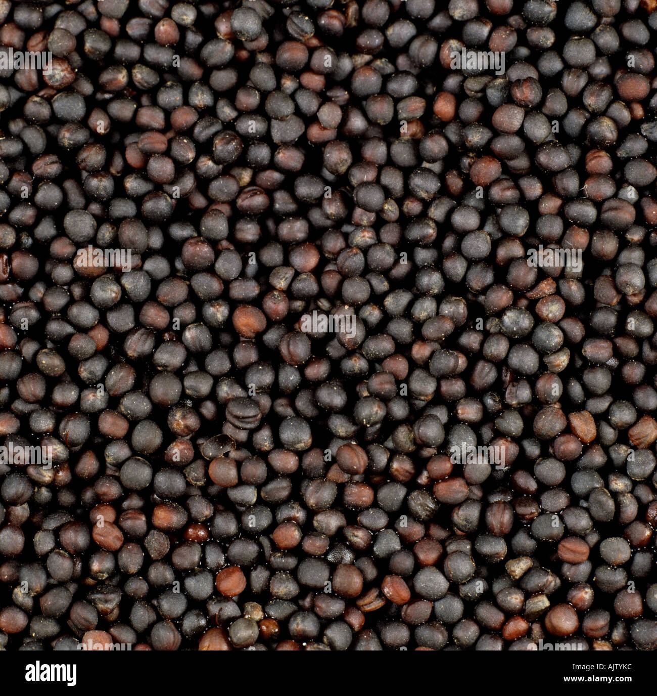 Oilseed rape seed at harvest Stock Photo - Alamy