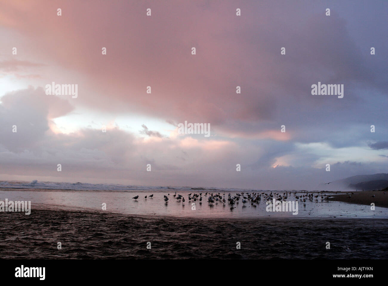 seabirds during a pretty sunset Stock Photo - Alamy