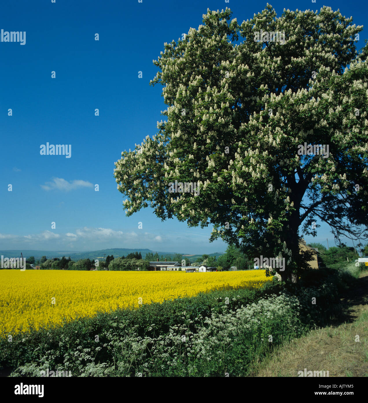 Oilseed rape in full flower hedge flowering horse chestnut tree ...