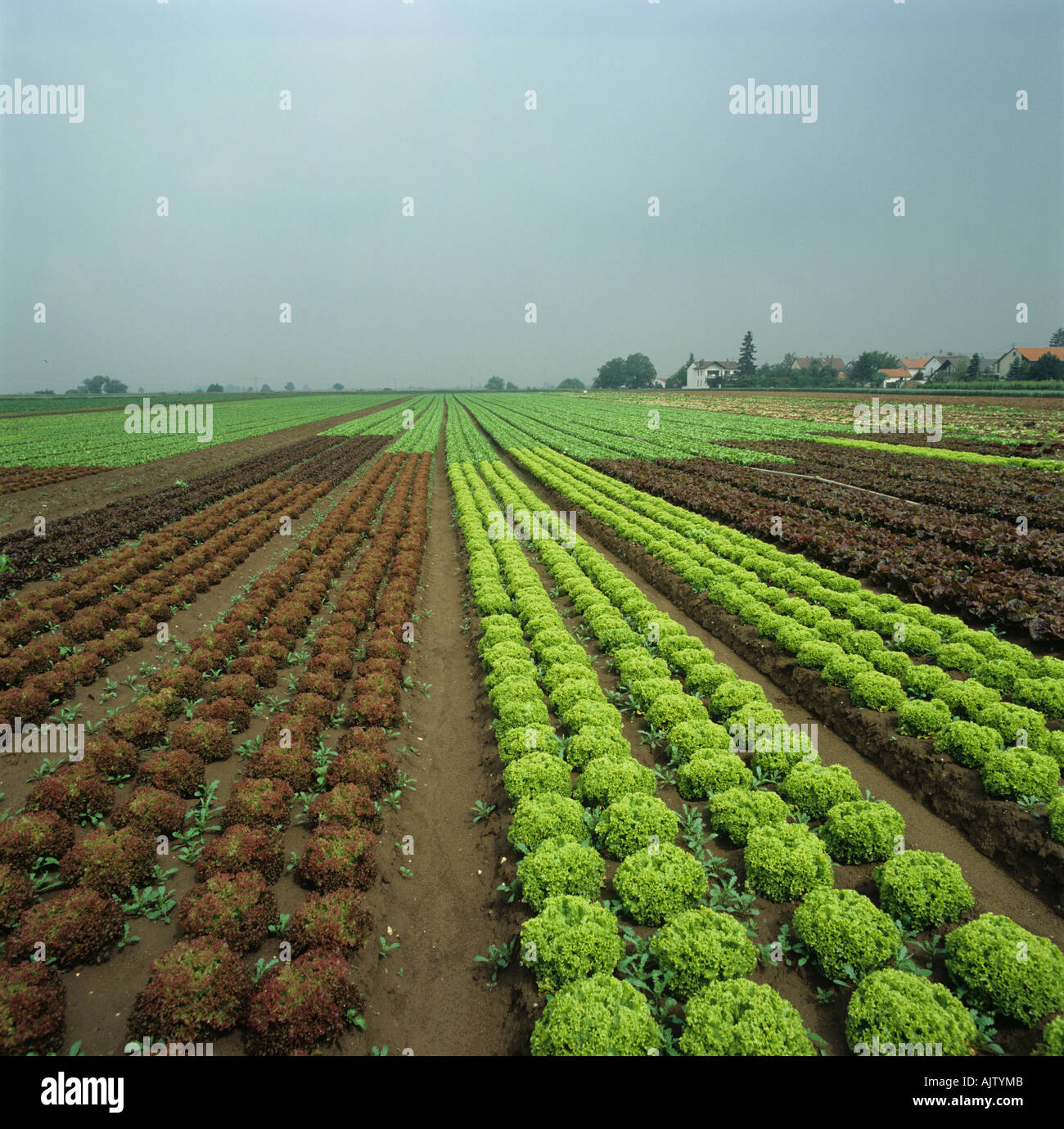 Mature mixed outdoor lettuce crops including lollo biondo red oak ...