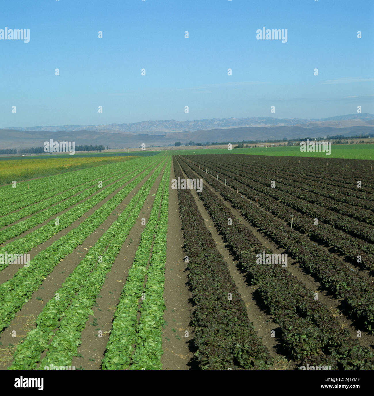 Lettuce Field Mix Weis Fresh From The Field Weis Fresh From The