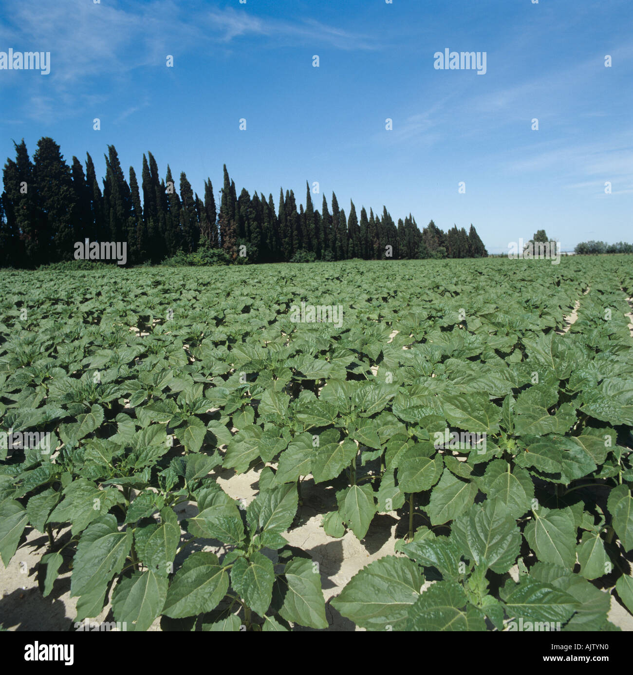Young sunflower crop with windbreak trees in Provence France Stock ...