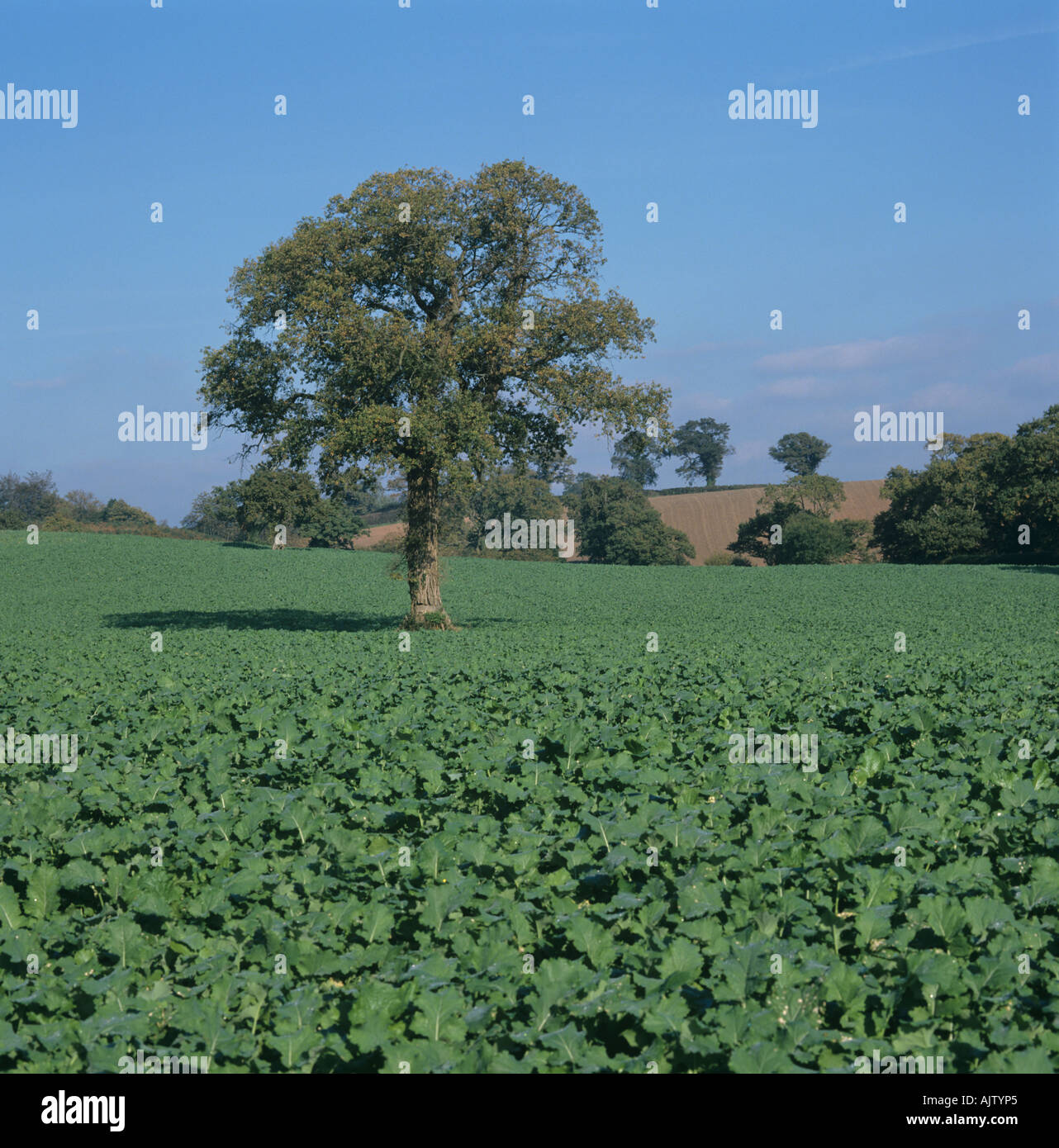 Young turnip hi-res stock photography and images - Alamy