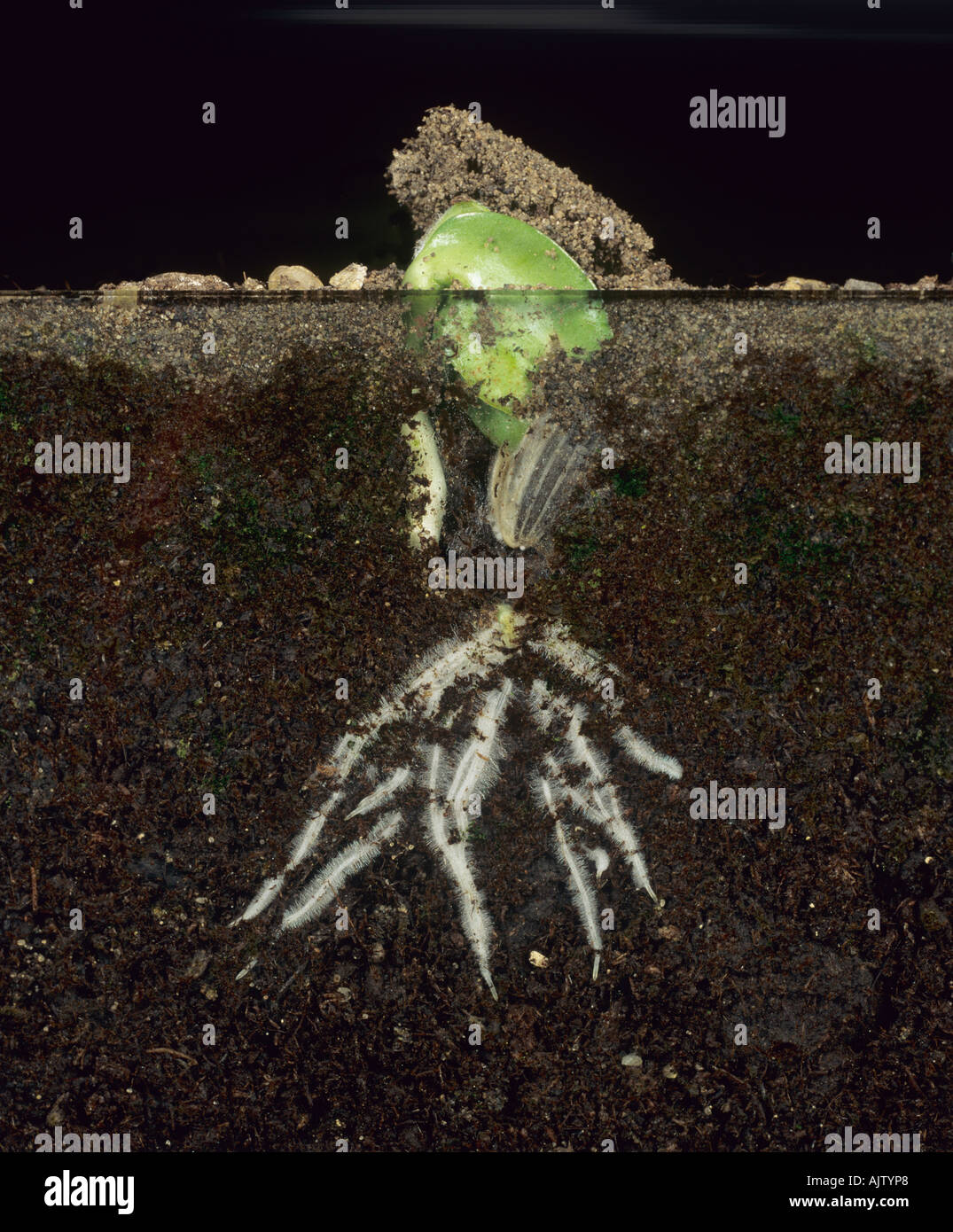 Seedling sunflower germinating showing roots and leaf just forming ...