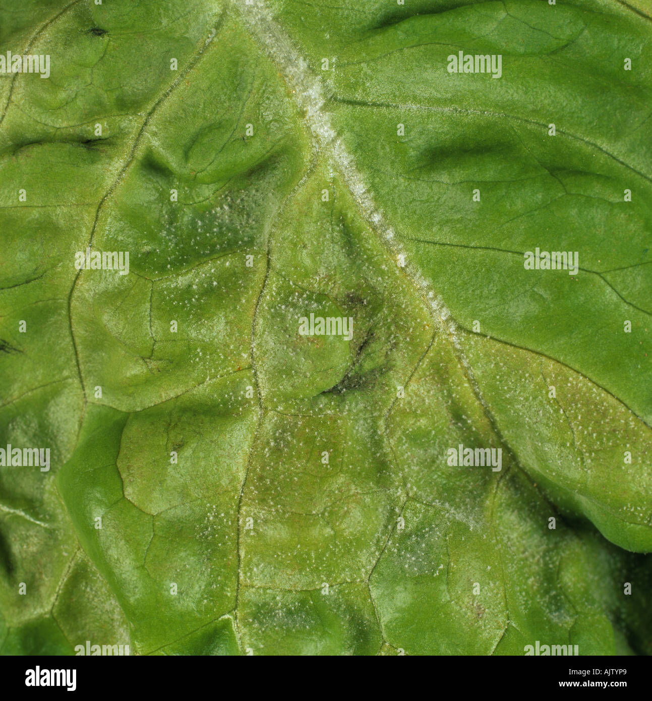 Downy mildew lettuce hi-res stock photography and images - Alamy