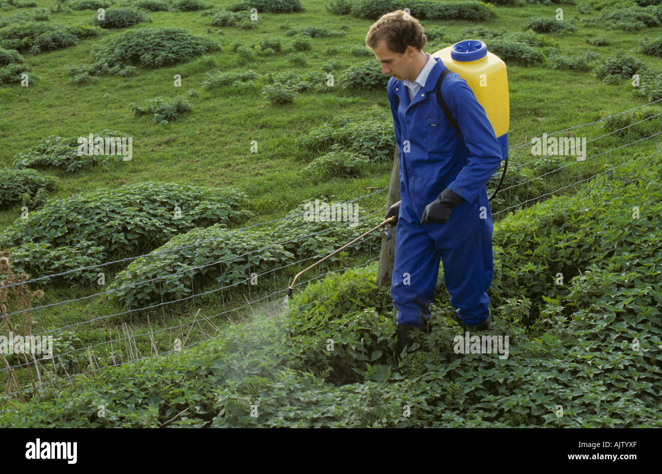 Applying weedkiller from a knapsack sprayer to farm weeds on a fence ...