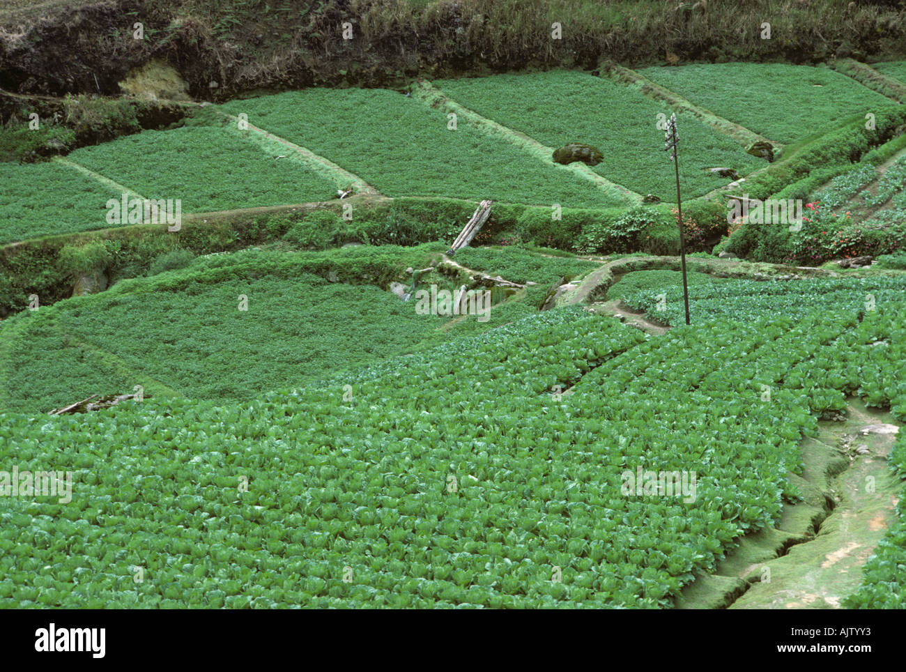 Terraced vegetable farmland with cabbages and other crops in the ...