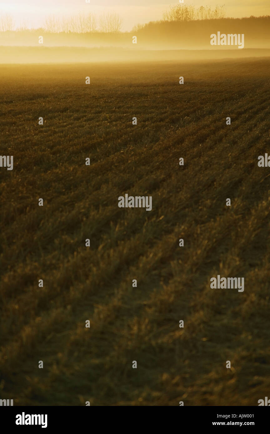 Cultivated field early in the morning Stock Photo - Alamy