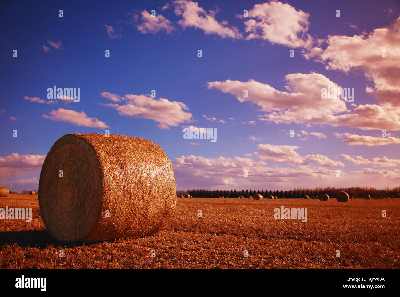 Farmer gathering hay bales hi-res stock photography and images - Alamy