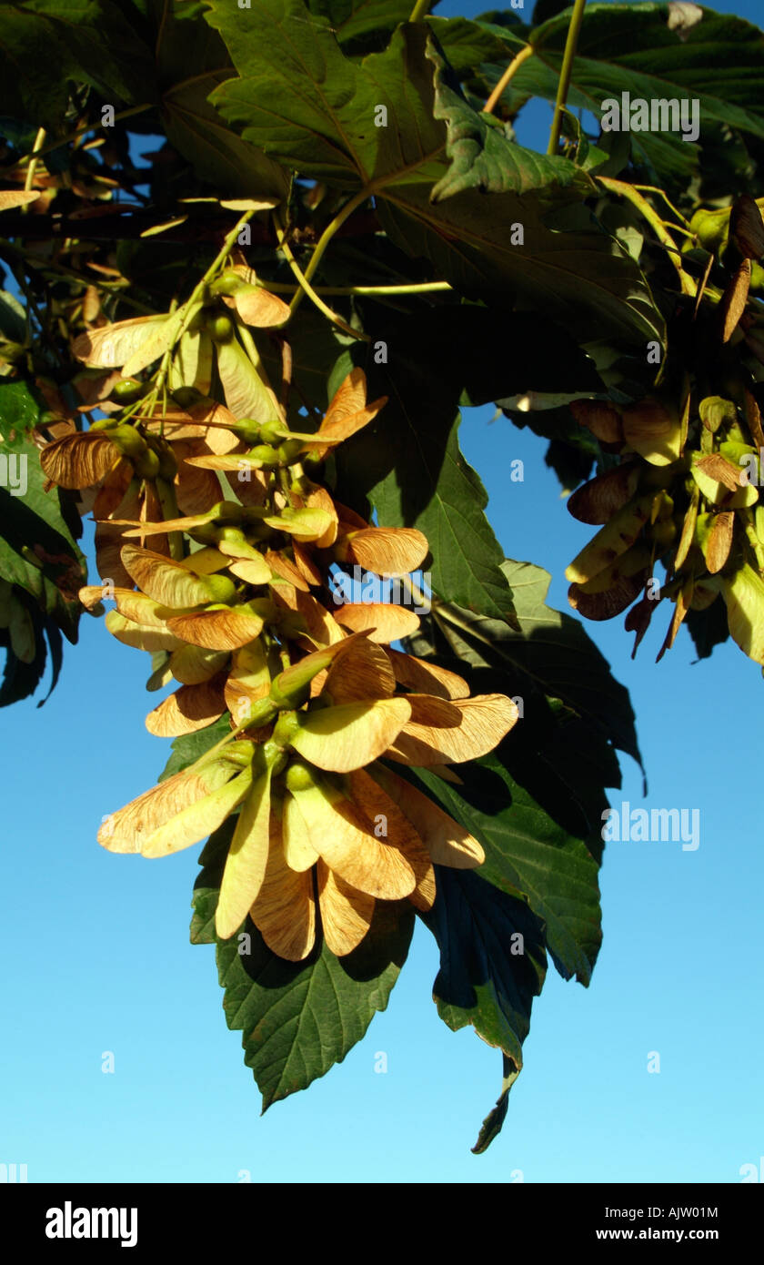 From sycamore tree hi-res stock photography and images - Alamy