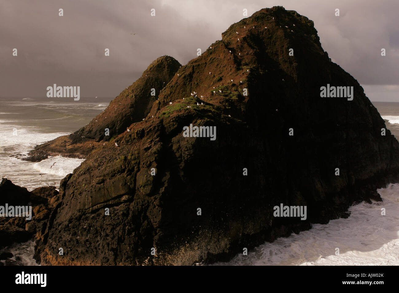 birds on a red rock mountain on the coast of Oregon Stock Photo - Alamy