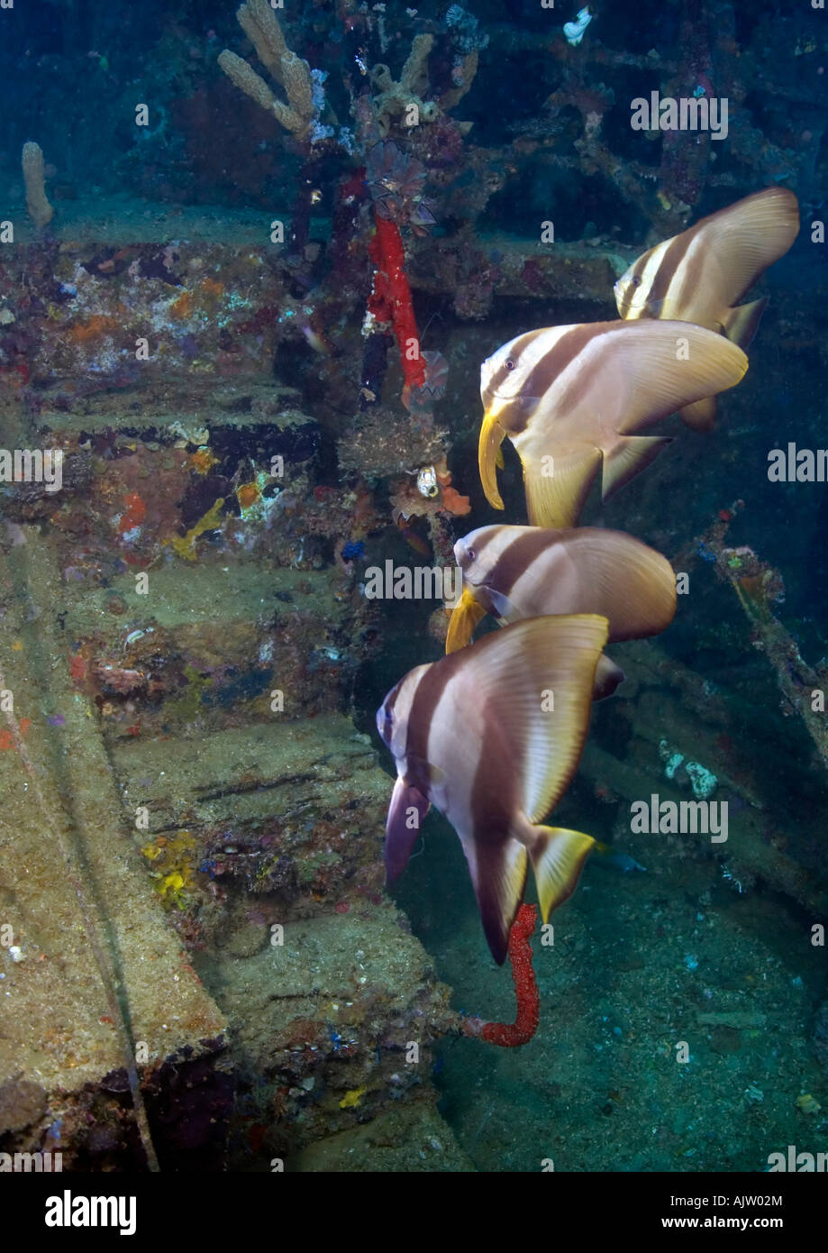 Sunken ship florida hi-res stock photography and images - Alamy