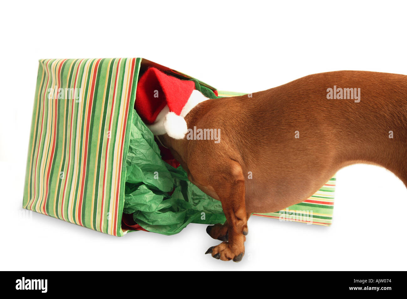 Sniff dog box hi-res stock photography and images - Alamy