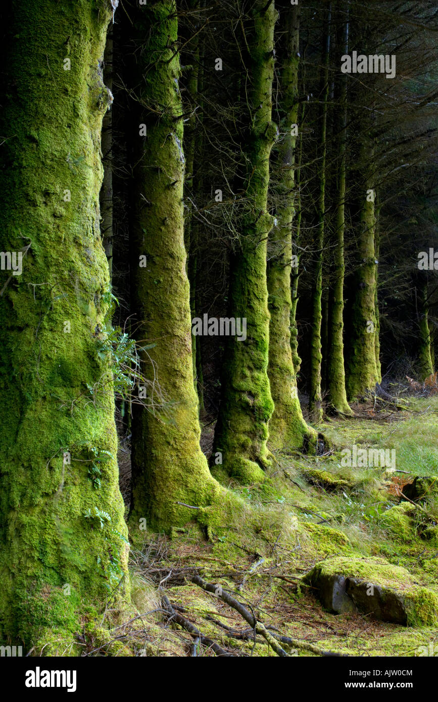 a line of moss covered norway spruce trees, picea abies, isle of mull ...
