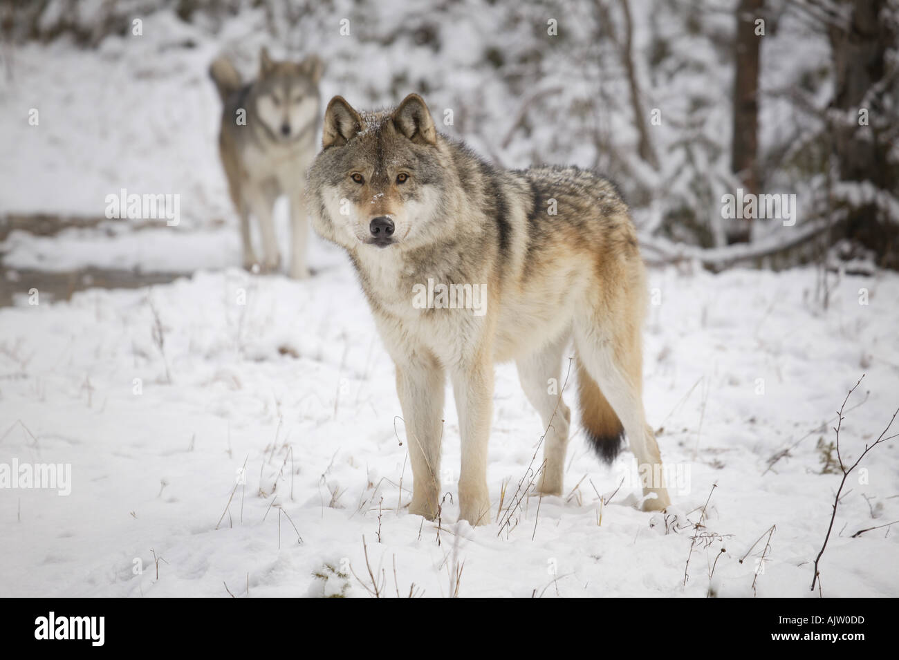 Wolves design hi-res stock photography and images - Alamy