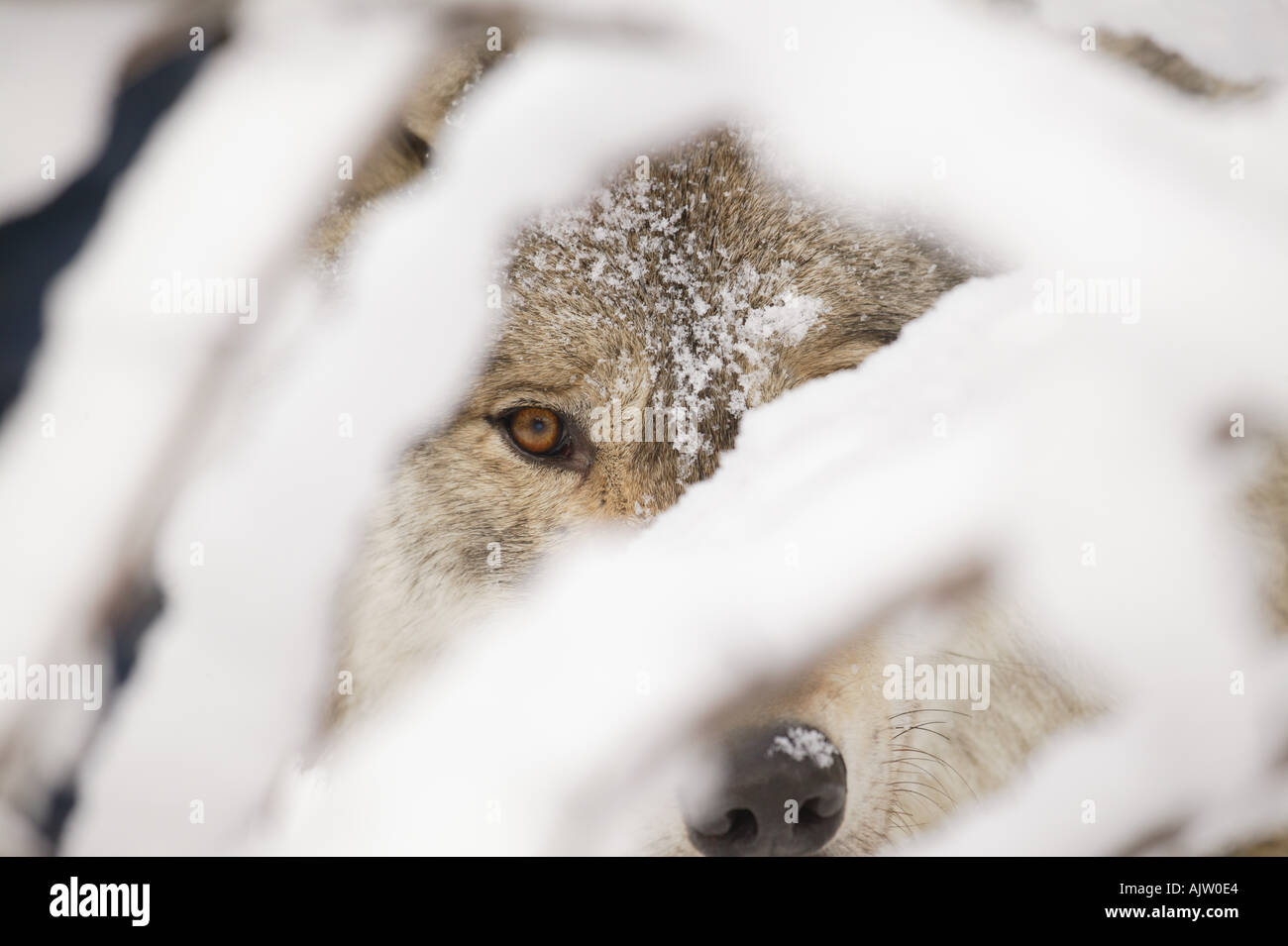 Alpha wolf hi-res stock photography and images - Alamy