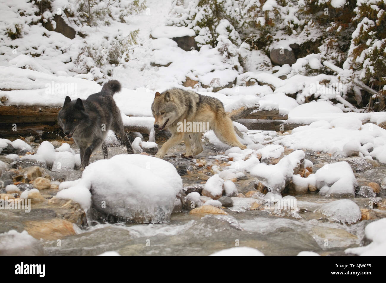Don crossing hi-res stock photography and images - Alamy
