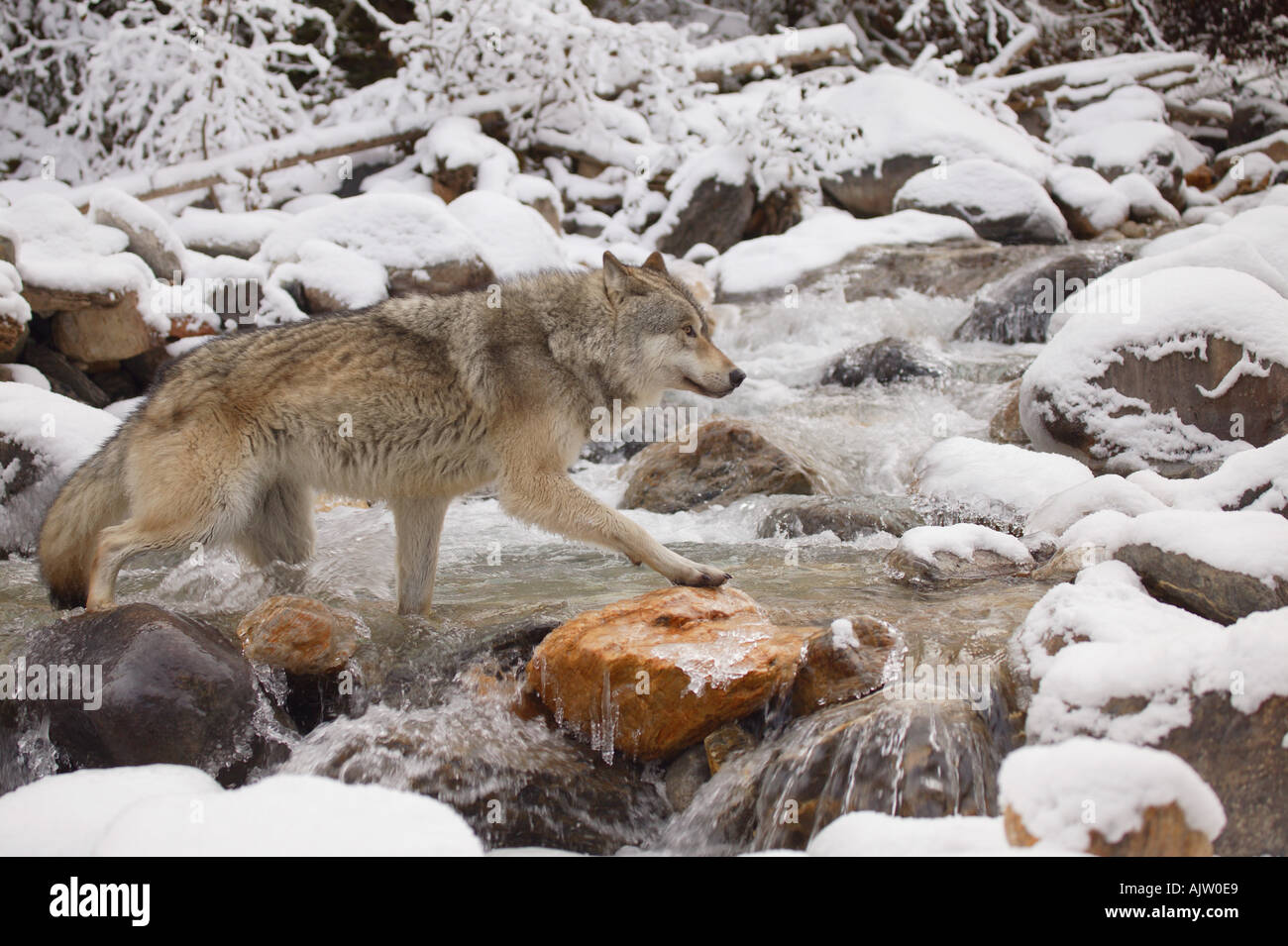 Wolf crossing river Stock Photo - Alamy