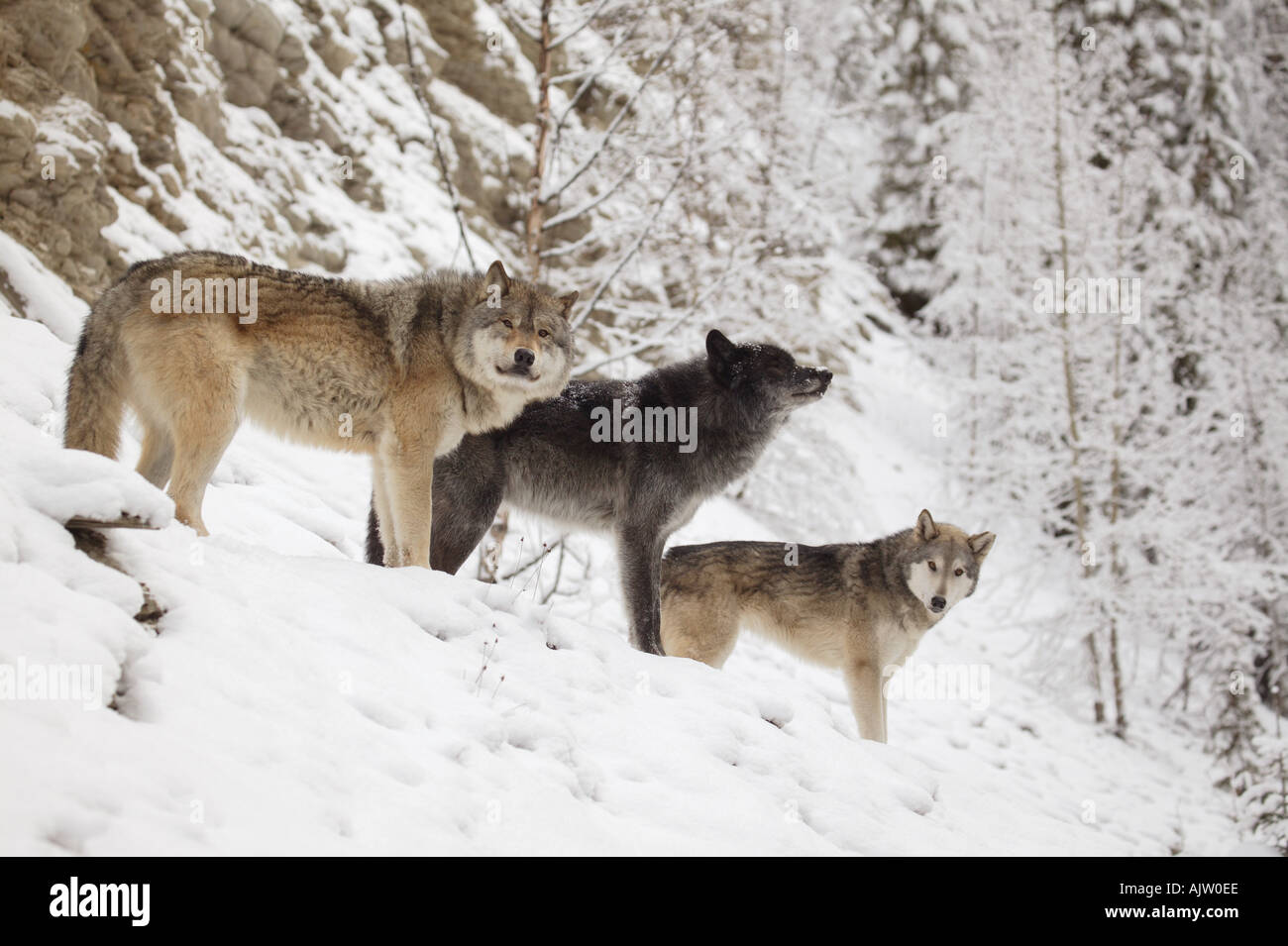 Company of wolves hi-res stock photography and images - Alamy