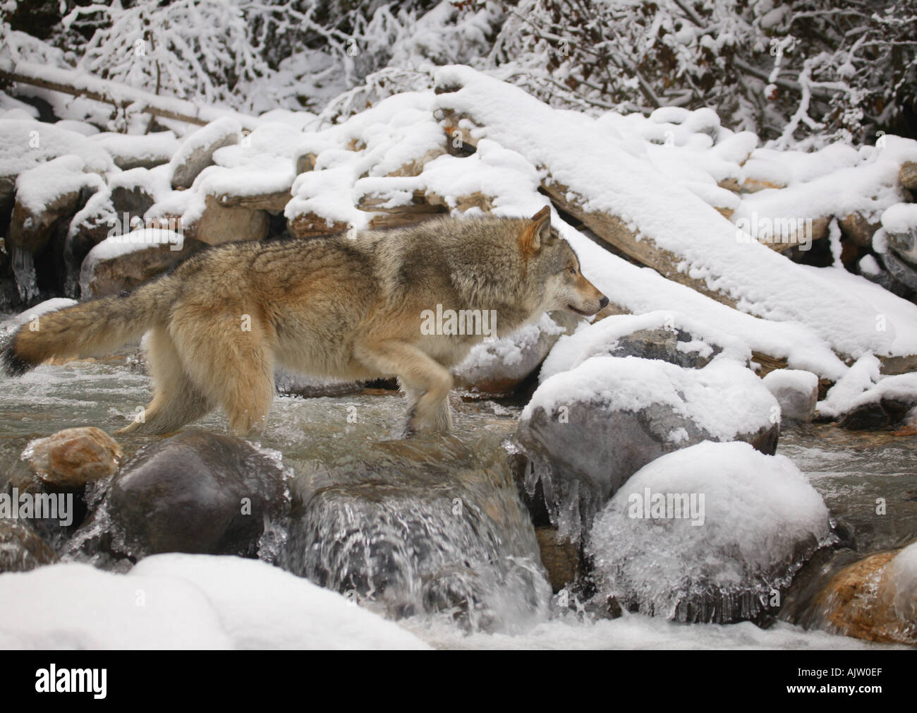 Wolf crossing river Stock Photo - Alamy