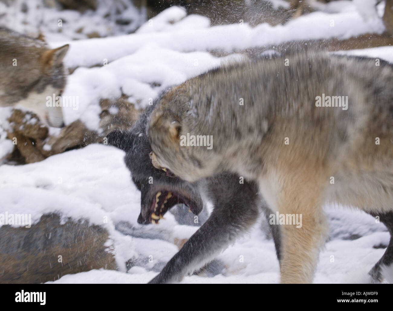 Gray wolf bite hi-res stock photography and images - Alamy