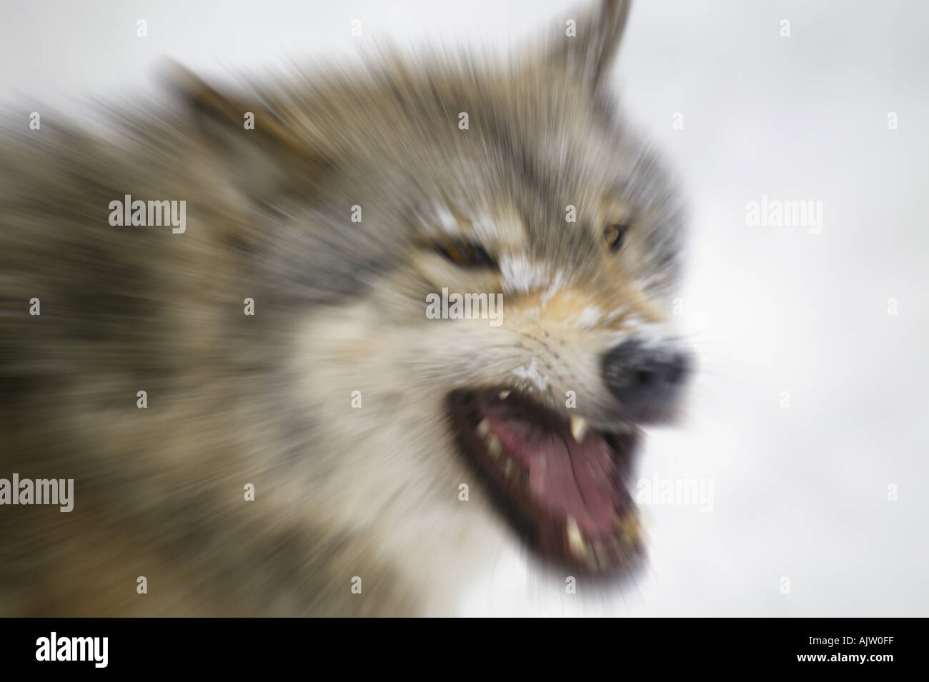Snarling wolf hi-res stock photography and images - Alamy