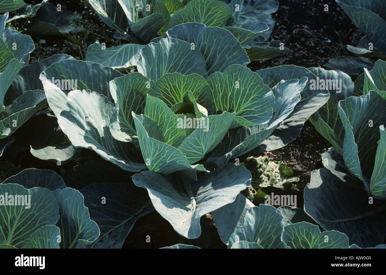 Backlit immature cabbage plant showing leaf veins in contrast to the ...