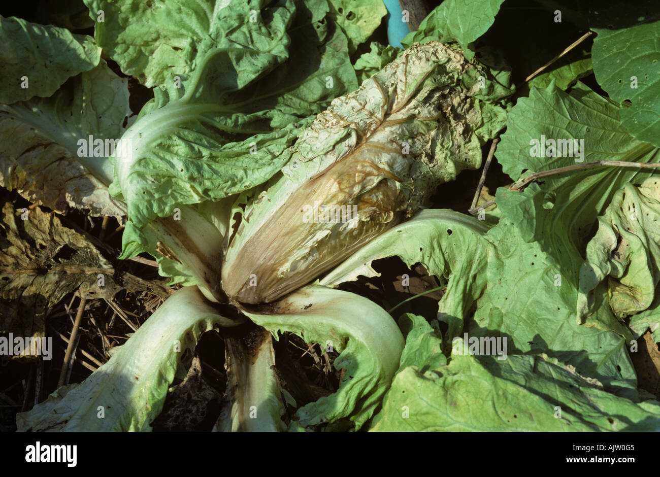 Bacterial soft rot Pectobacterium carotovorum on Chinese cabbage ...