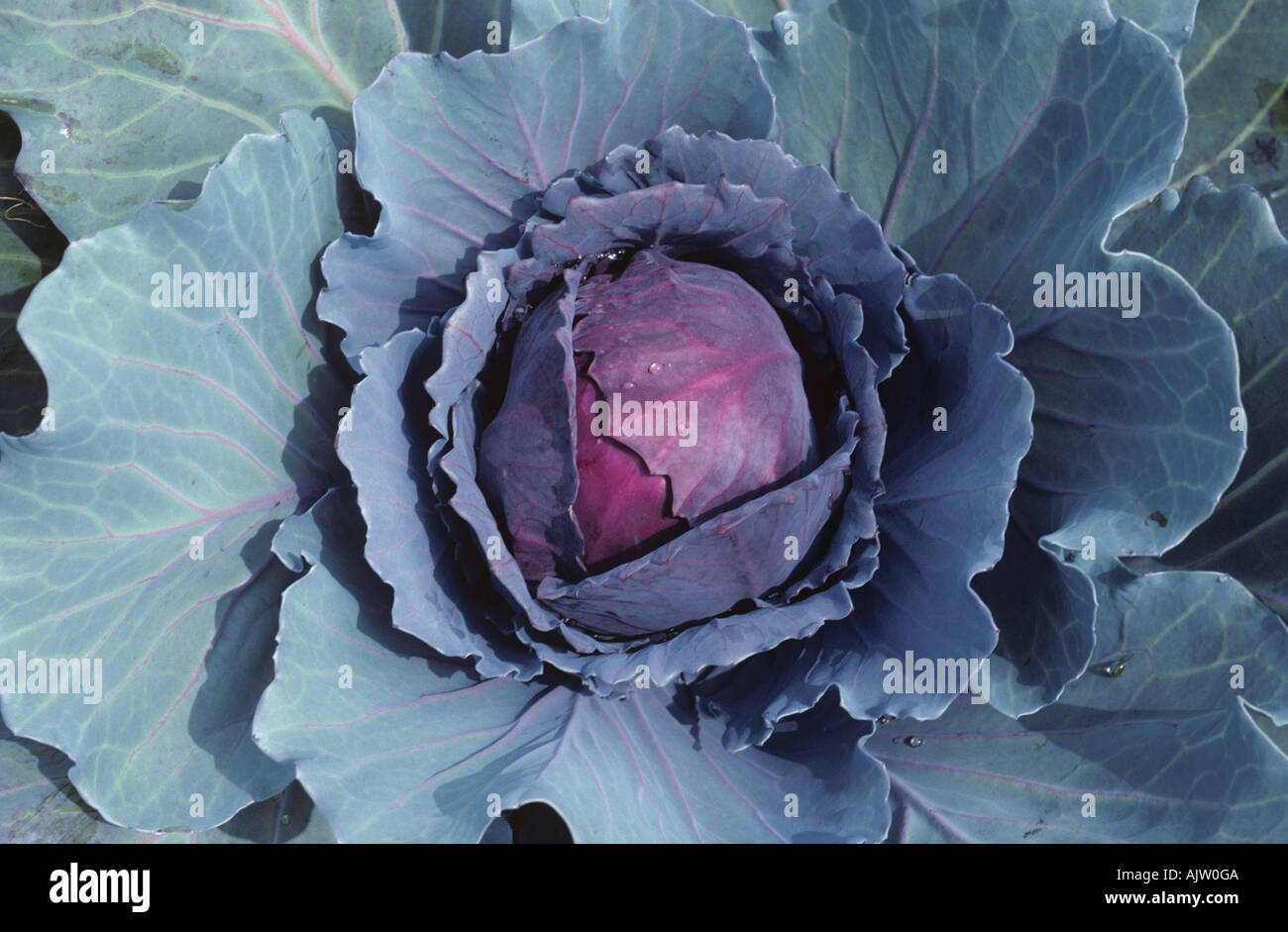 Mature round red cabbage plant Germany Stock Photo - Alamy