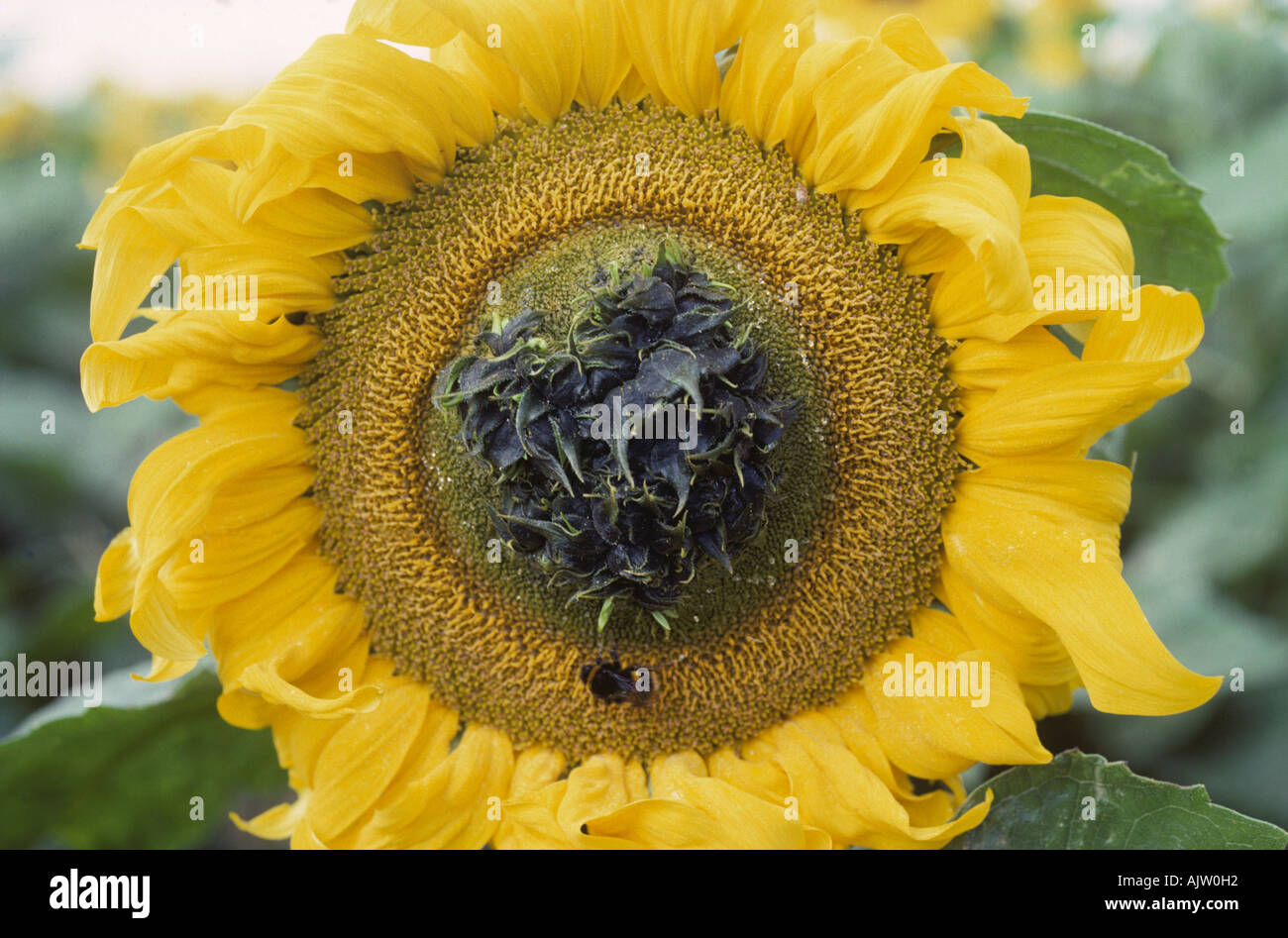 Deformed sunflower hi-res stock photography and images - Alamy
