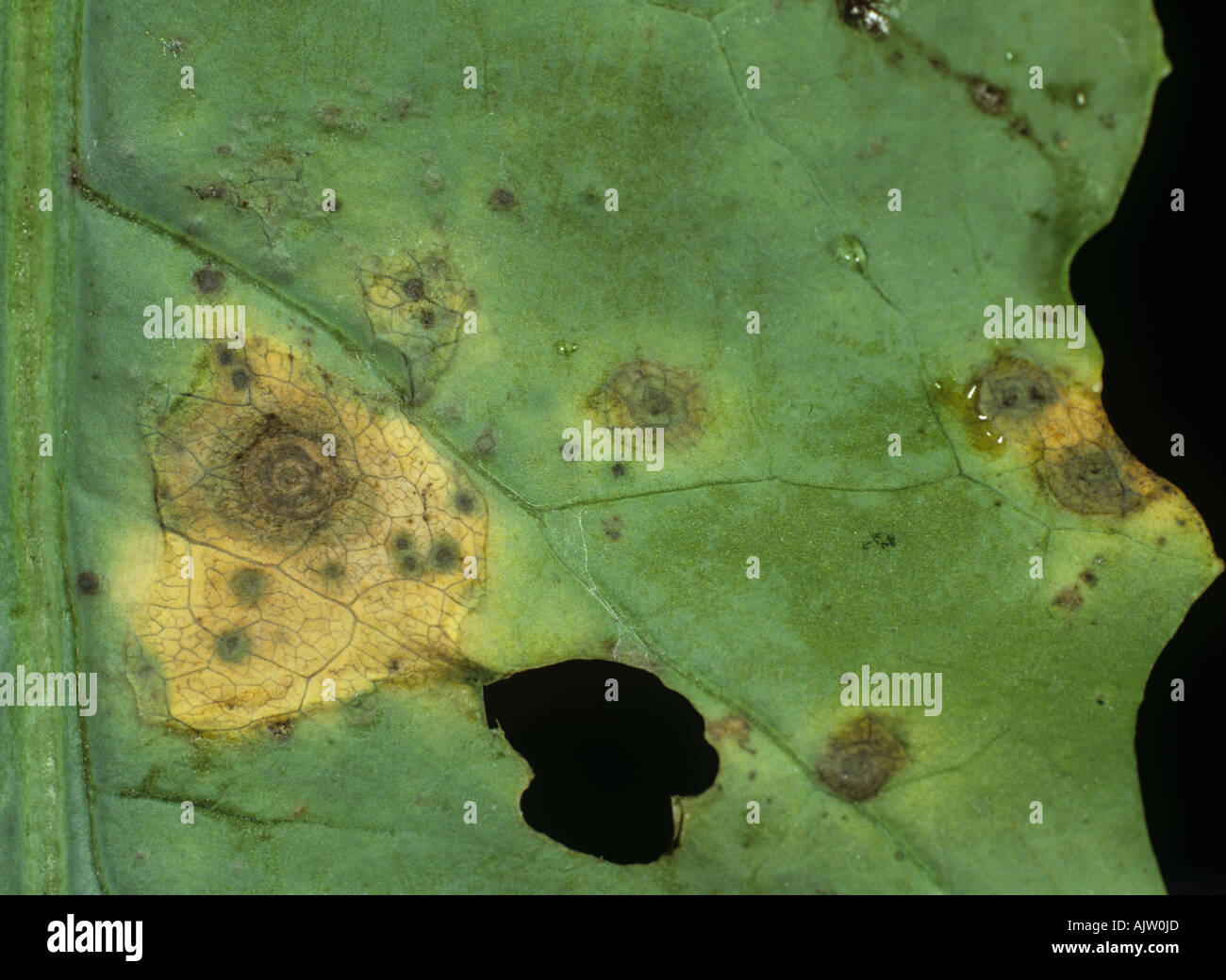 Alternaria leaf spot Alternaria brassicae lesions on a oilseed rape ...