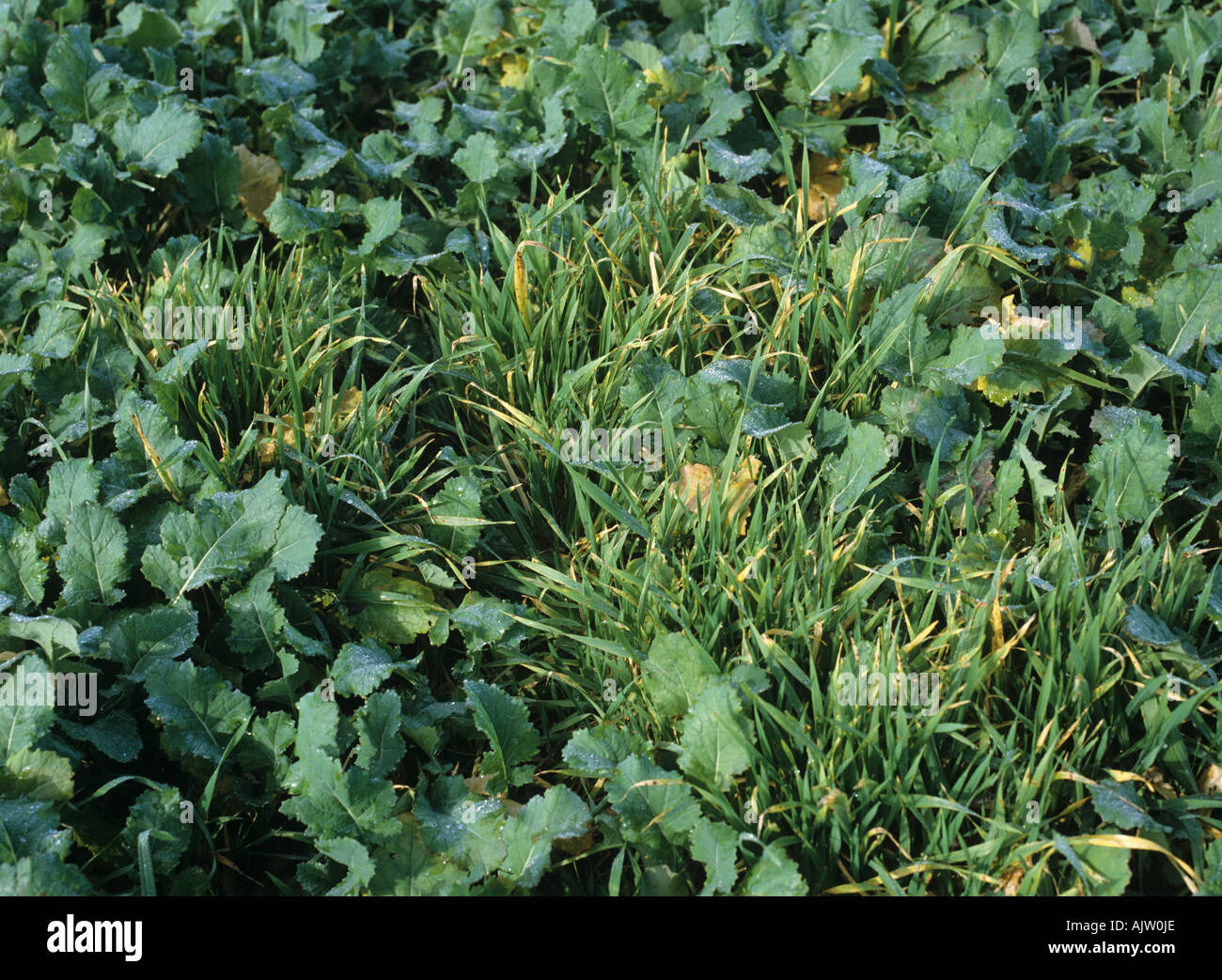 Volunteer barley plants in young oilseed rape crop Stock Photo - Alamy