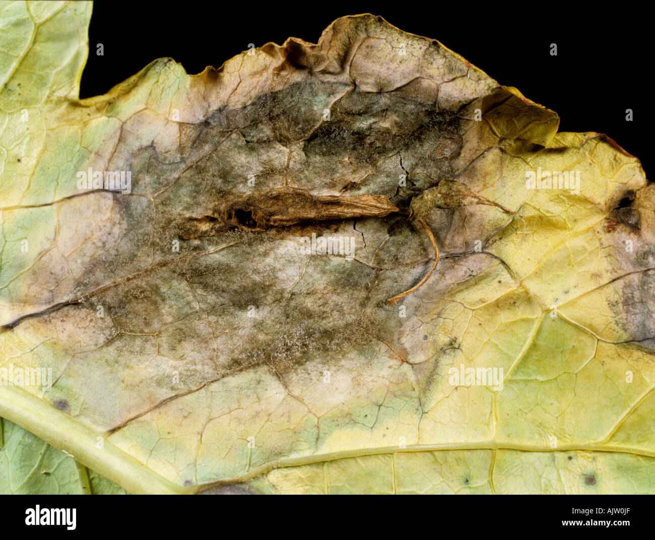 Grey mould Botrytis cinerea formed around fallen petal on oilseed rape ...