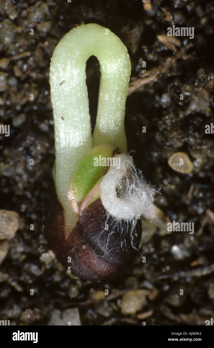 Oilseed rape seed germinating cotyledons roots just emerging from seed ...