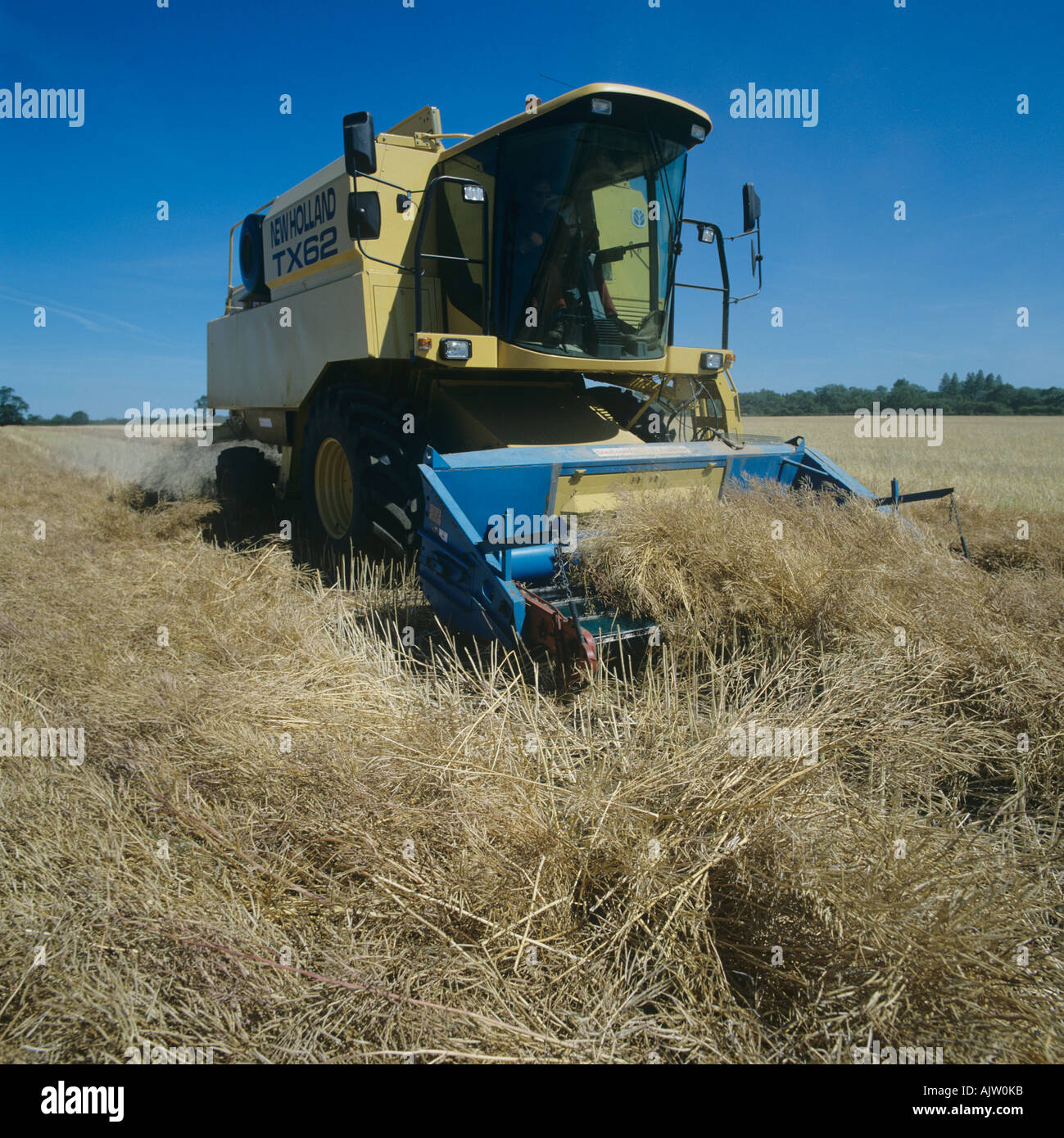 New Holland combine collecting swathed oilseed rape crop Stock Photo ...