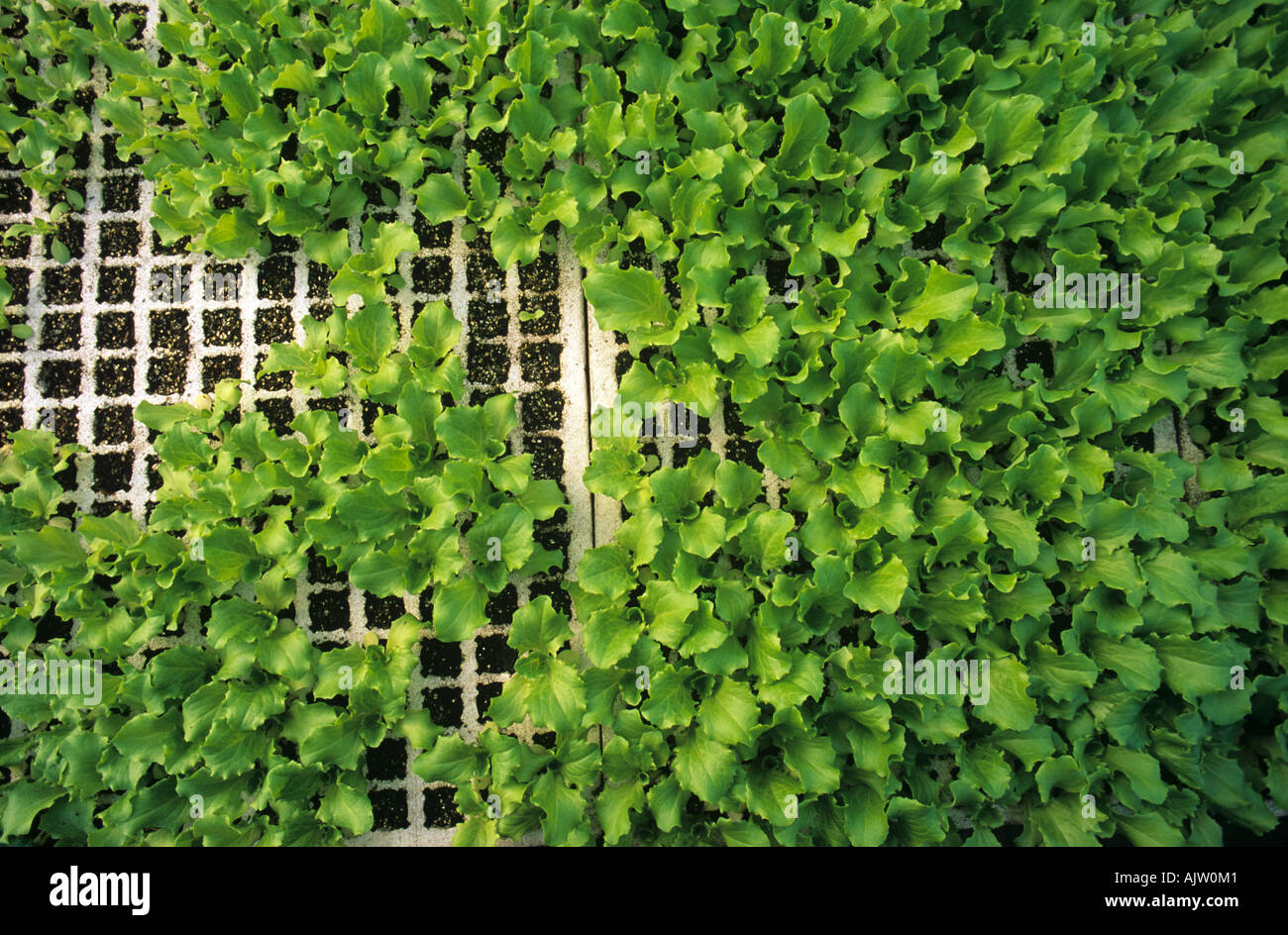 Damping off Pythium spp affecting lettuce seedlings in a nursery Stock ...