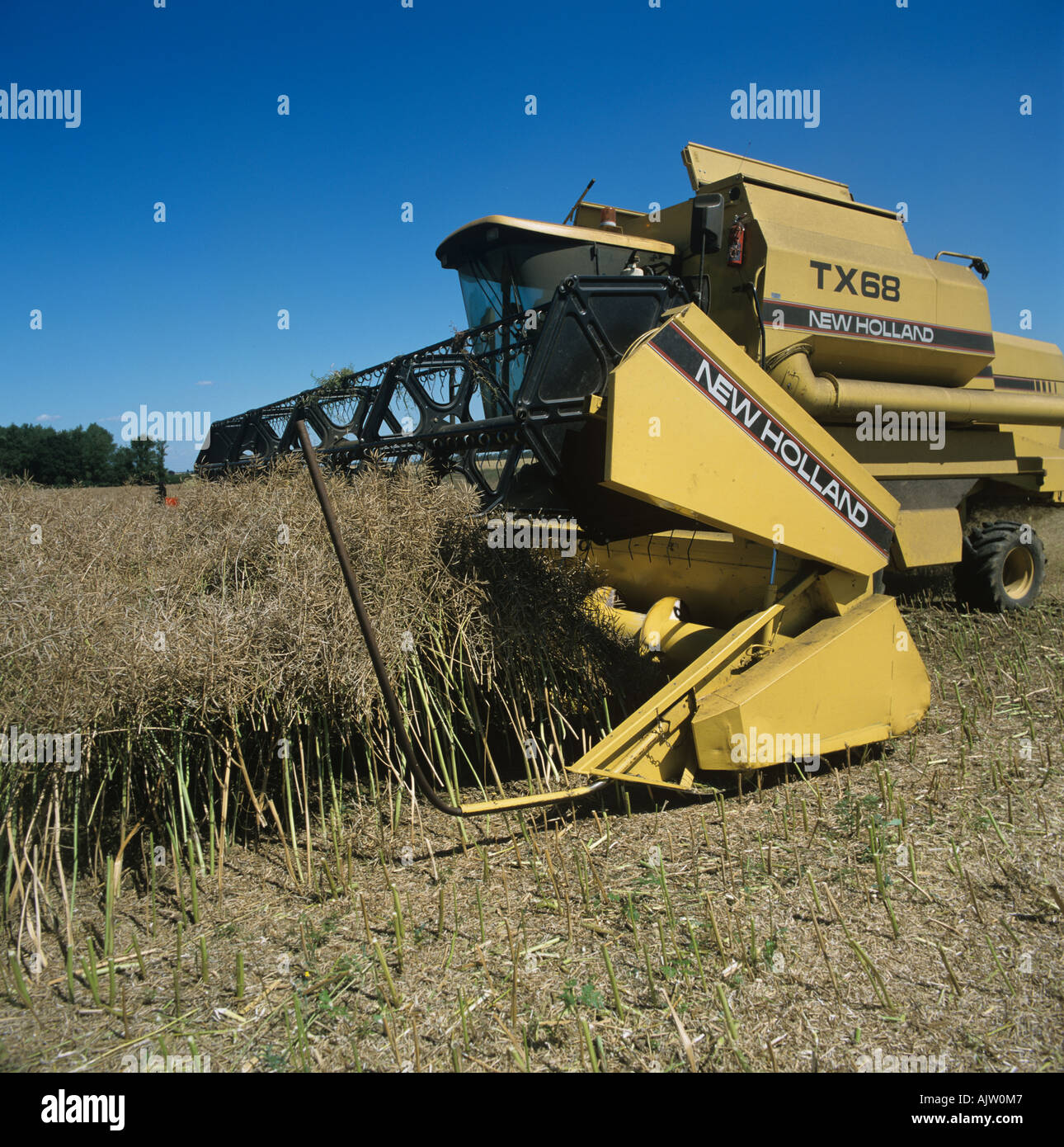 New Holland combine harvester harvesting a mature oilseed rape crop ...