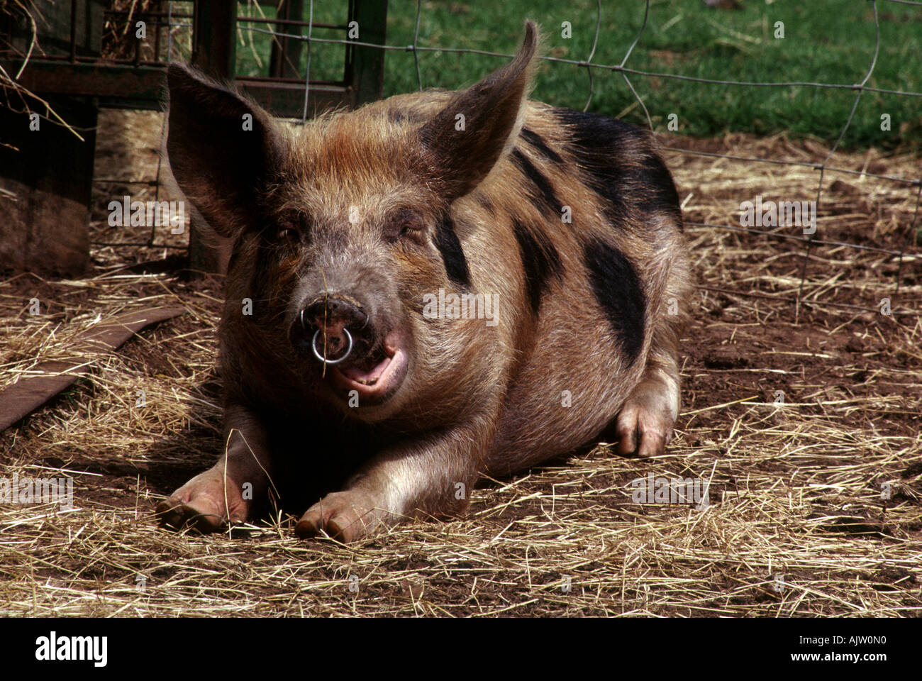 Spotted Pig Breed