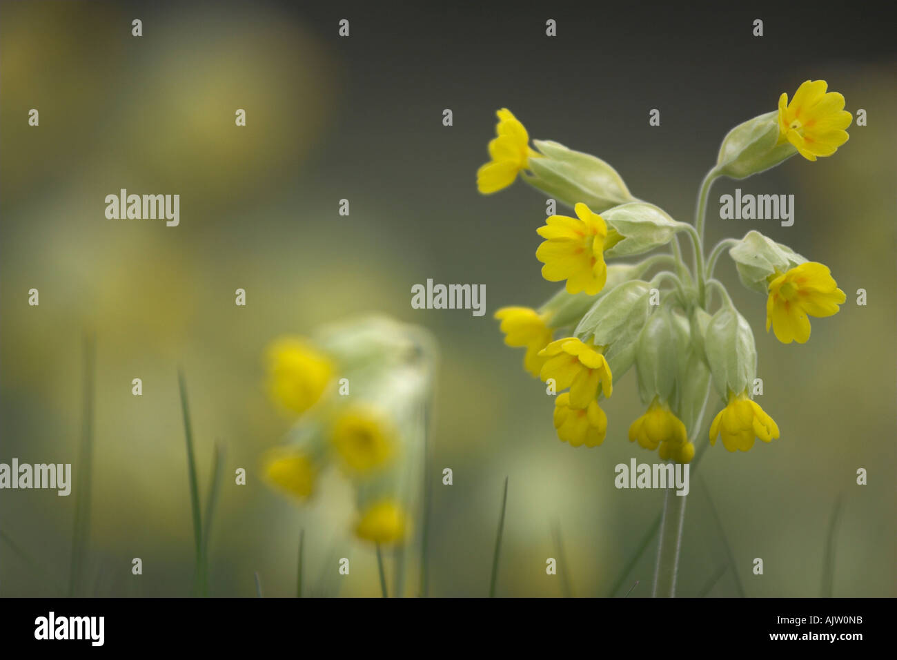 Cowslip [Primula veris], "close up" of yellow flower growing in field ...