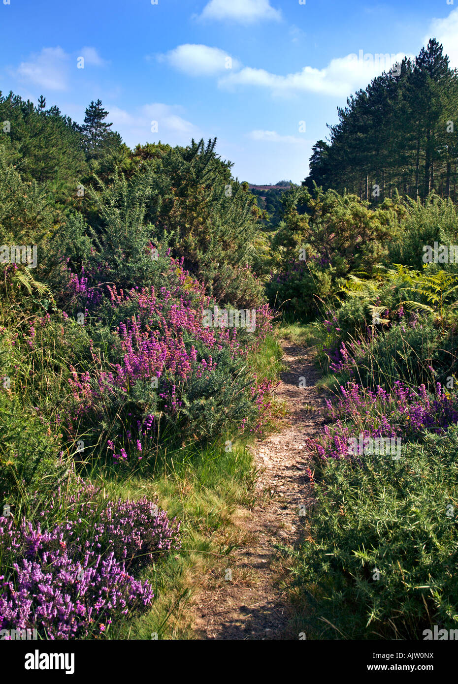 Heather-strewn path through the New Forest in late summer. Hampshire ...