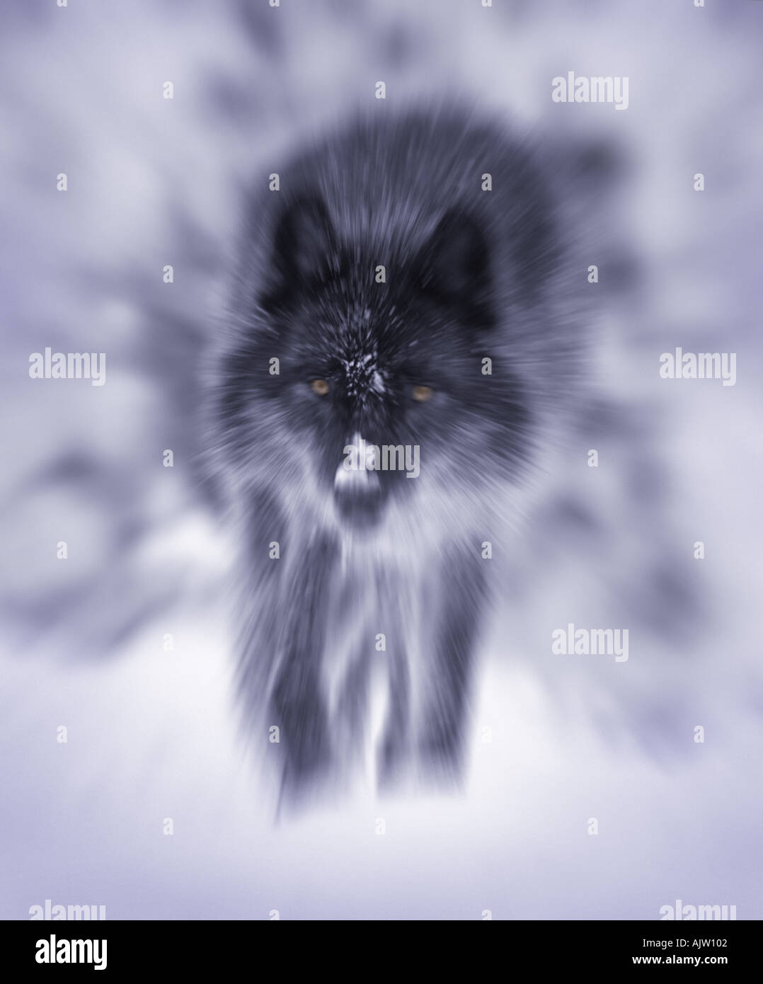 Lone wolf hi-res stock photography and images - Alamy