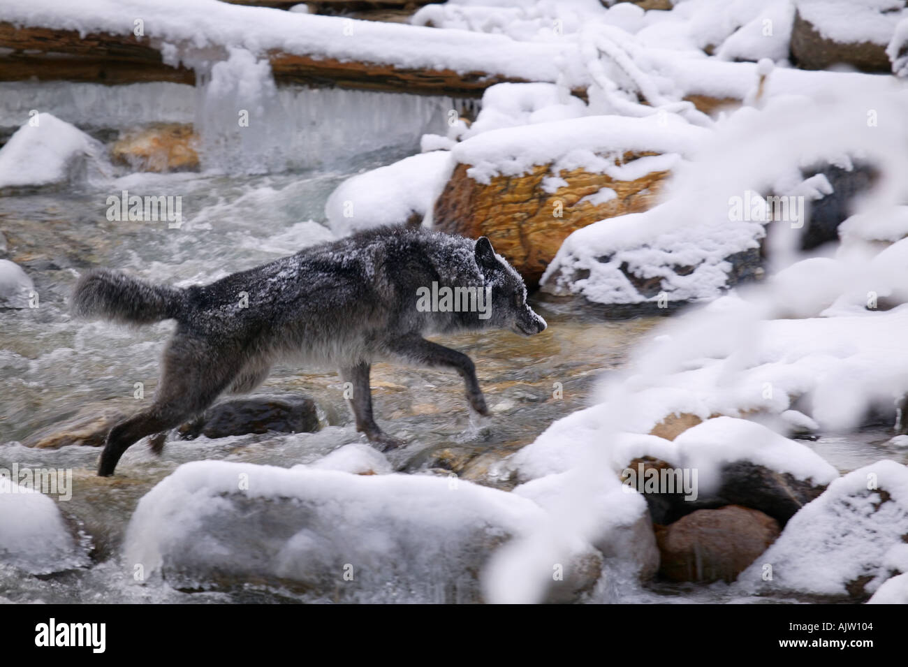 Wolf crossing river Stock Photo - Alamy