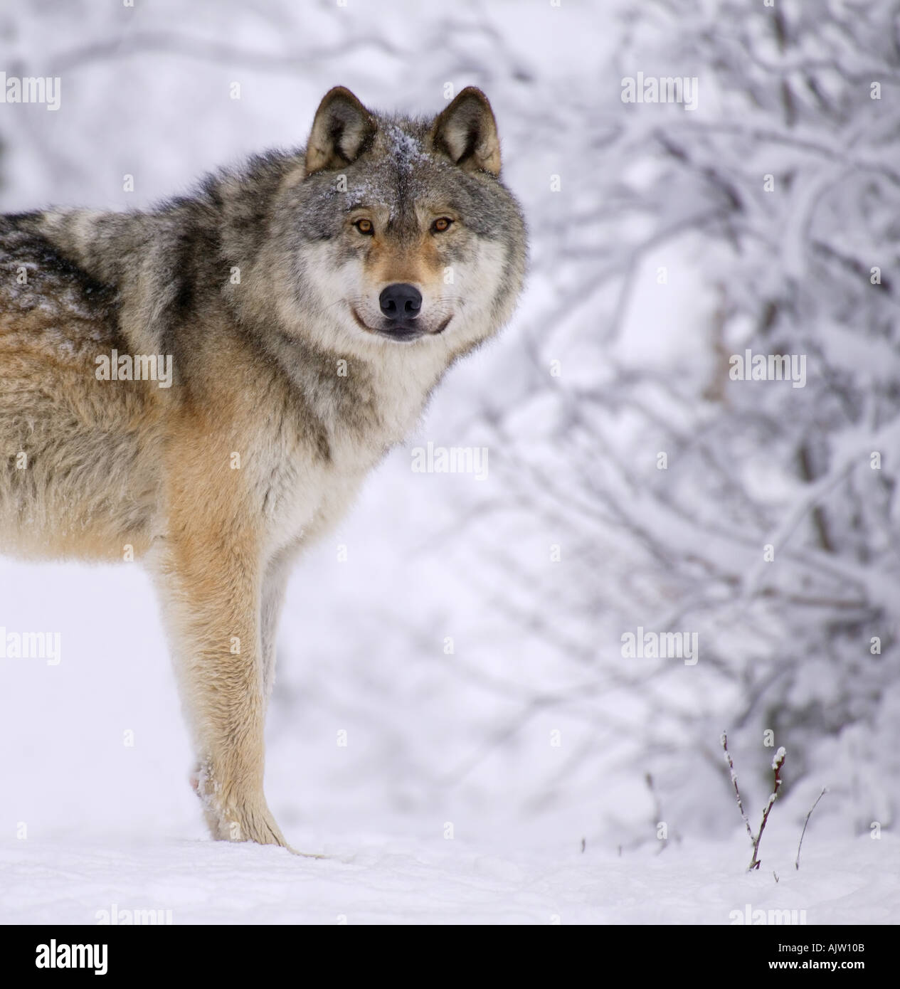 Lone wolf hi-res stock photography and images - Alamy