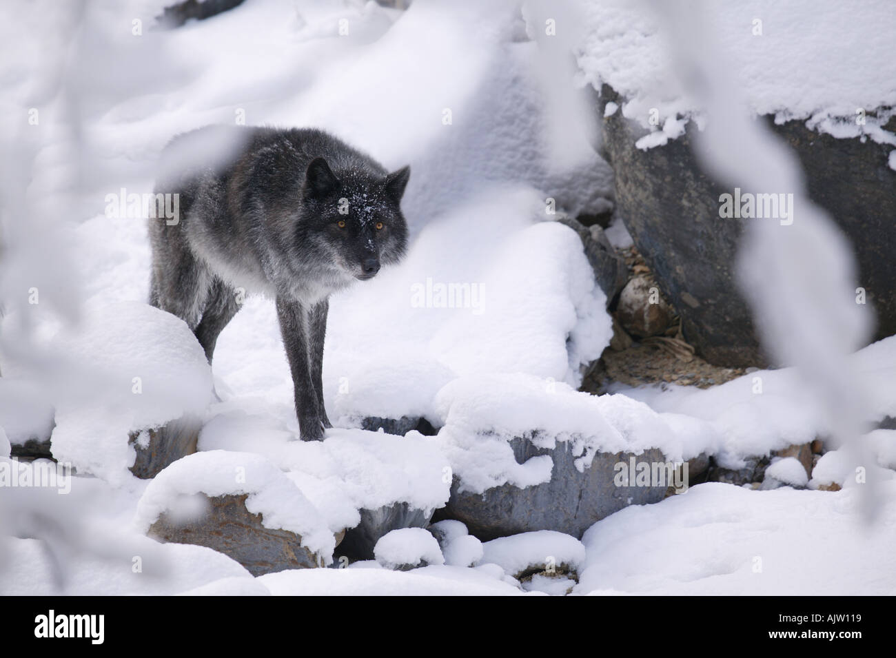 Wolf pack distance hi-res stock photography and images - Alamy
