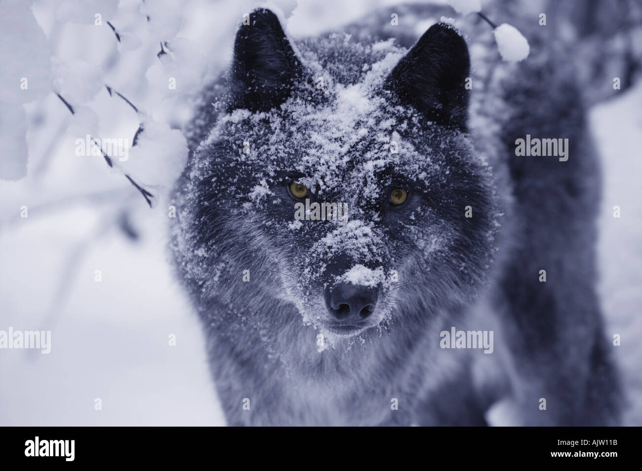Lone wolf in snow Stock Photo - Alamy