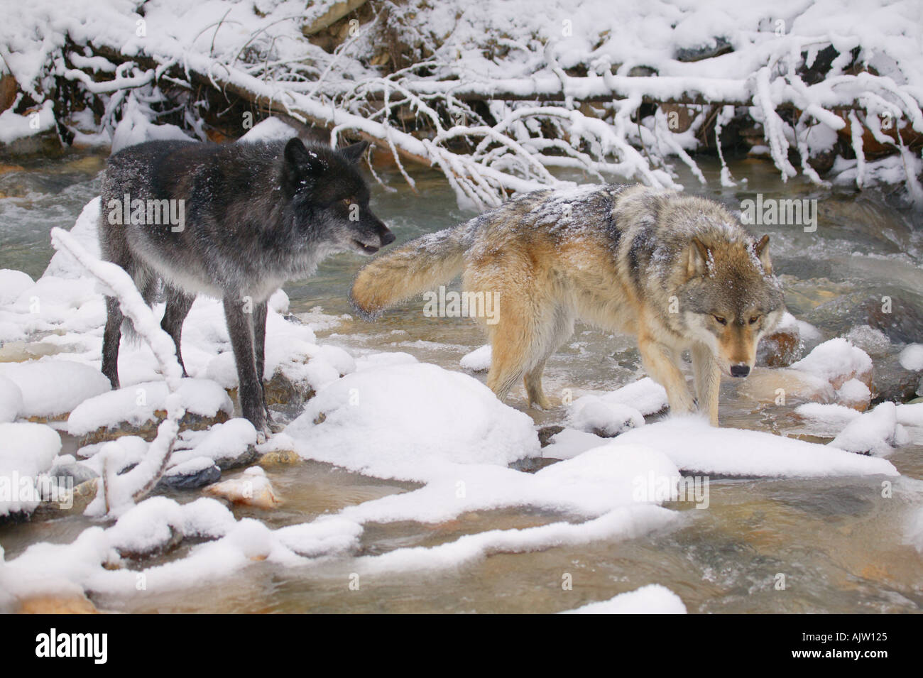 Wolves crossing river hi-res stock photography and images - Alamy