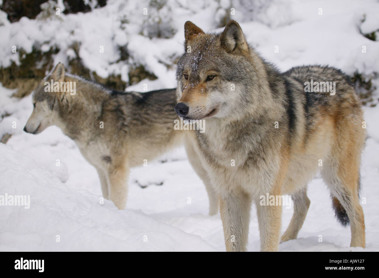 Two wolves in the snow Stock Photo - Alamy